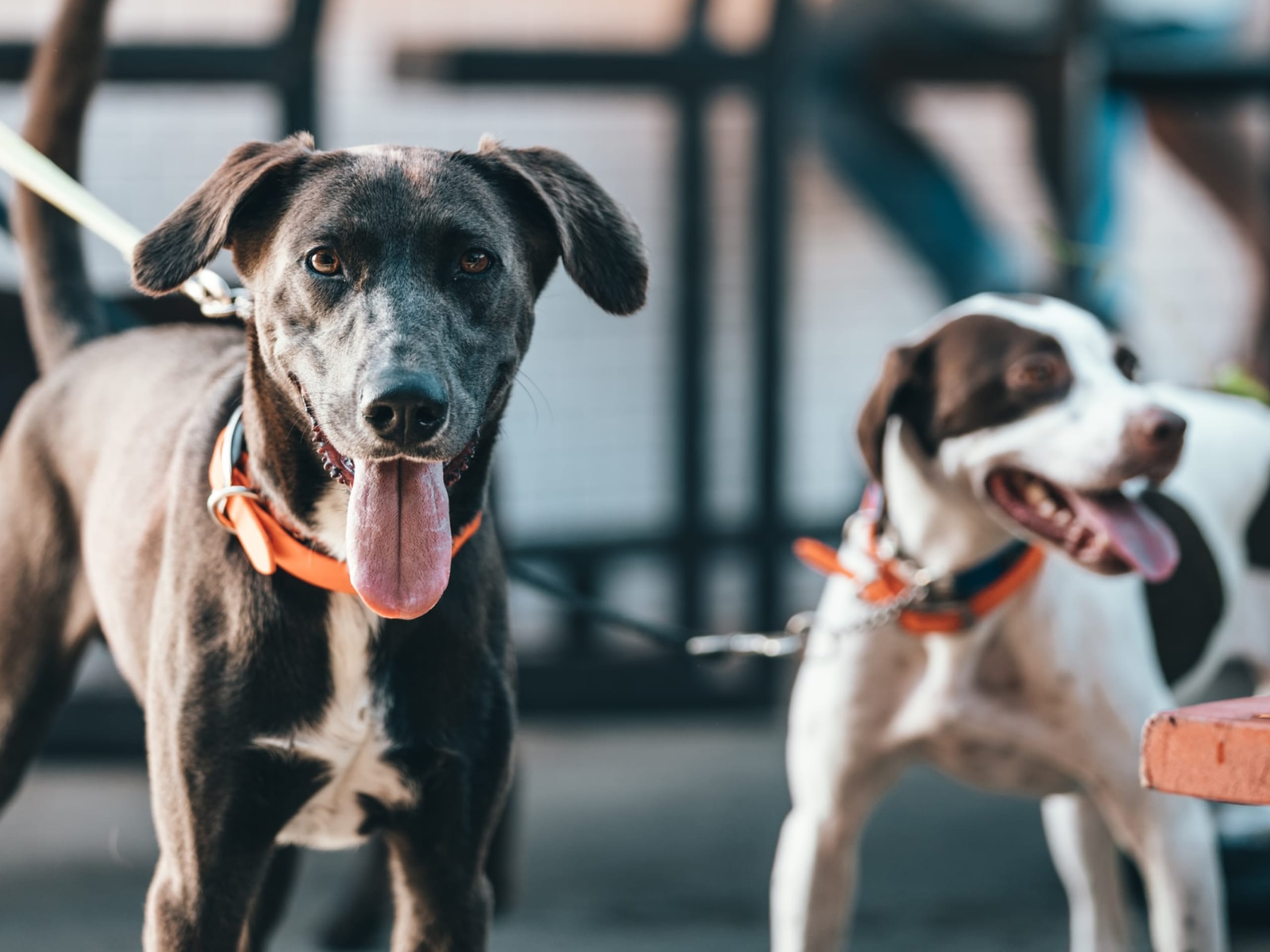 Decoding 5 common dog barks